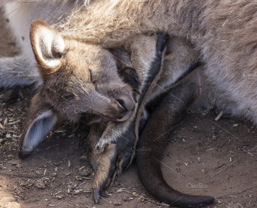 Walkabout Wildlife Sanctuary: Explore and Learn - Walkabout Wildlife ...