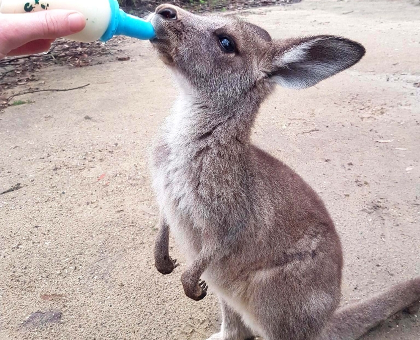 Walkabout Wildlife Sanctuary: Explore and Learn - Walkabout Wildlife ...