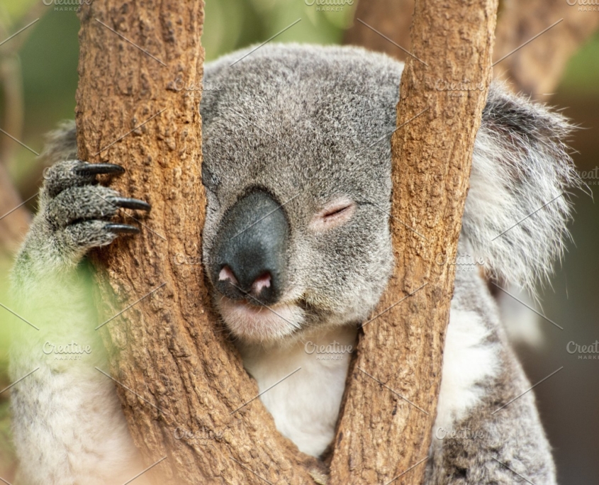 Walkabout Wildlife Sanctuary: Explore and Learn - Walkabout Wildlife ...