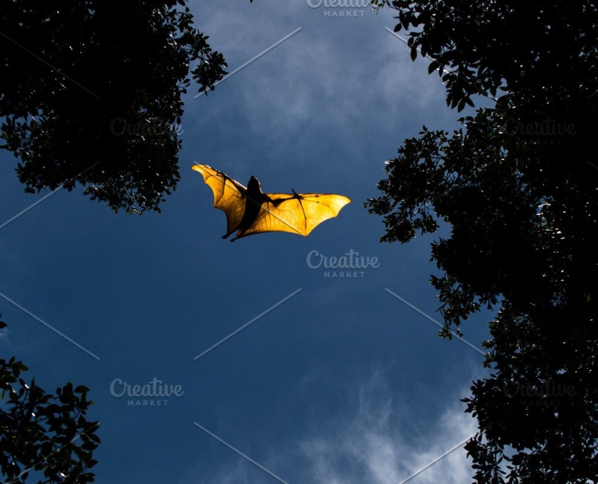 Walkabout Wildlife Sanctuary: Explore and Learn - Walkabout Wildlife ...