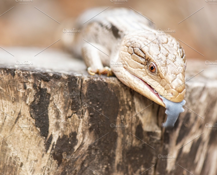 Walkabout Wildlife Sanctuary: Explore and Learn - Walkabout Wildlife ...
