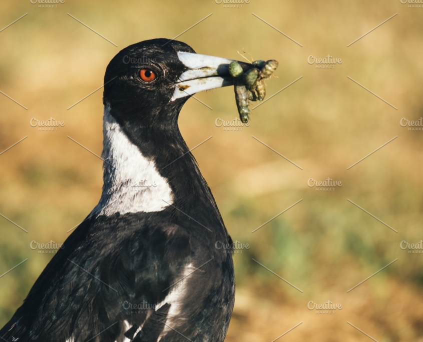 Walkabout Wildlife Sanctuary: Explore and Learn - Walkabout Wildlife ...