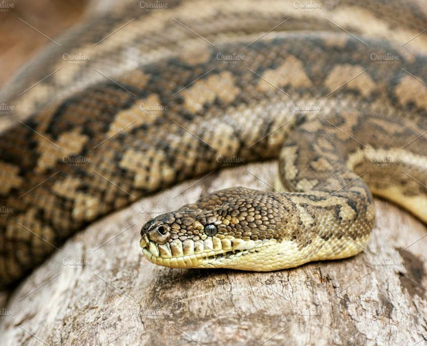 Walkabout Wildlife Sanctuary: Explore and Learn - Walkabout Wildlife ...