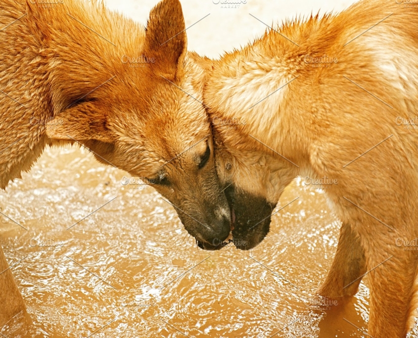 Walkabout Wildlife Sanctuary: Explore and Learn - Walkabout Wildlife ...