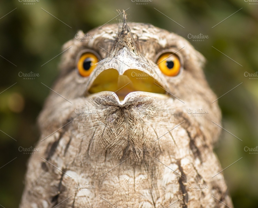 Walkabout Wildlife Sanctuary: Explore and Learn - Walkabout Wildlife ...