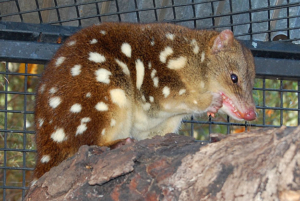 Spotted-tail Quoll - Walkabout Wildlife Sanctuary