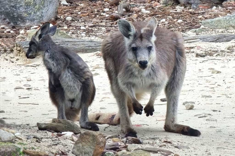 Wallaroo – Walkabout Wildlife Sanctuary
