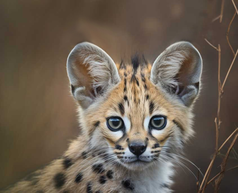 Walkabout Wildlife Sanctuary: Explore and Learn - Walkabout Wildlife ...