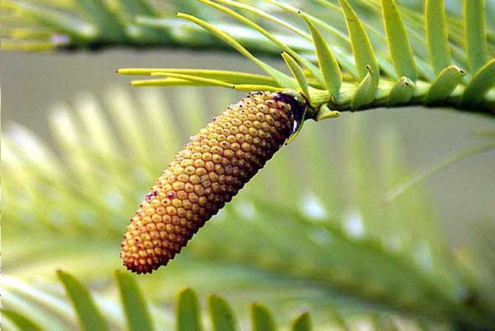 The Wollemi Pine - Walkabout Wildlife Sanctuary
