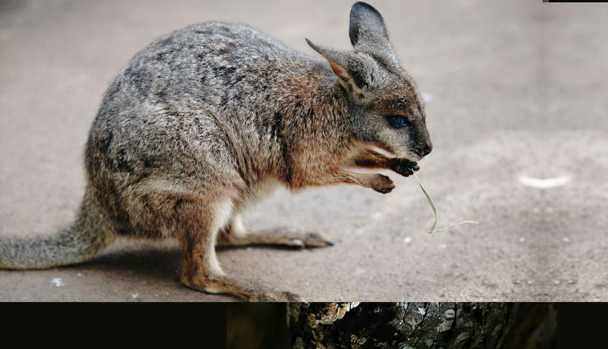 Walkabout Wildlife Sanctuary: Explore and Learn - Walkabout Wildlife ...
