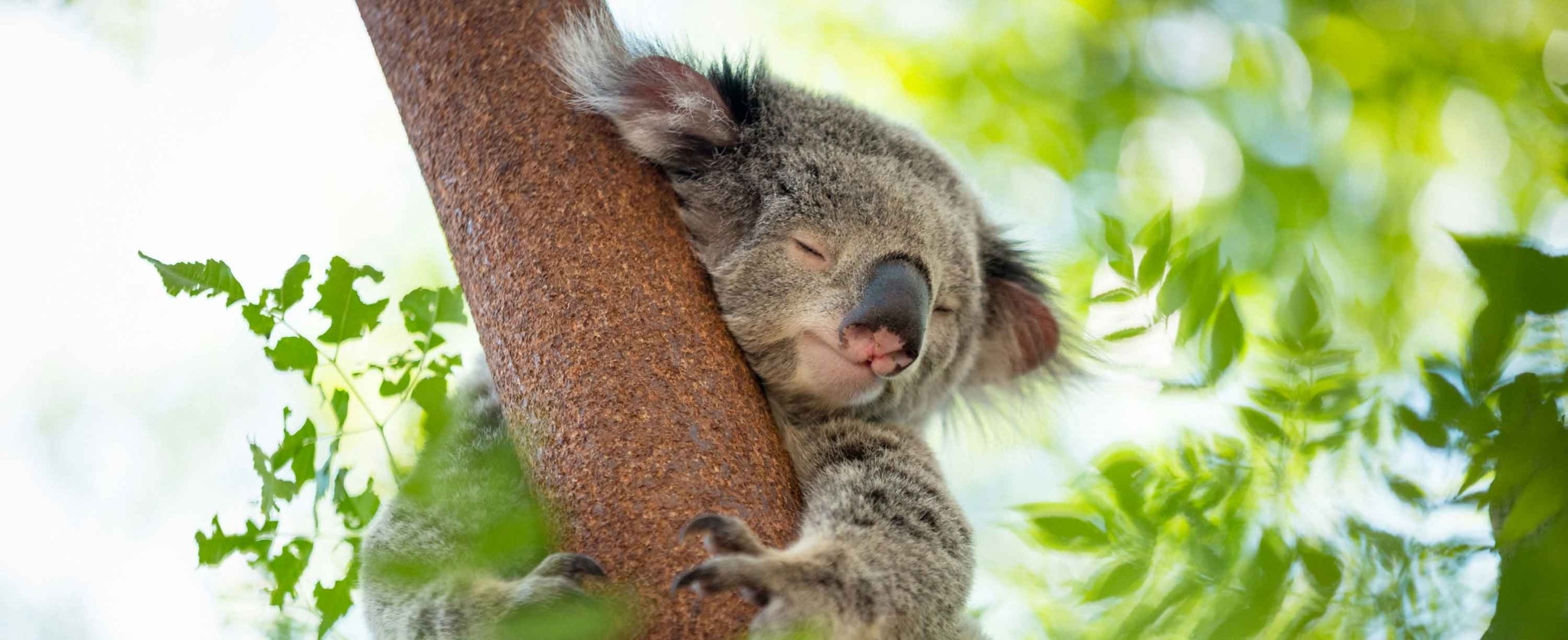 Walkabout Wildlife Sanctuary: Explore and Learn - Walkabout Wildlife ...