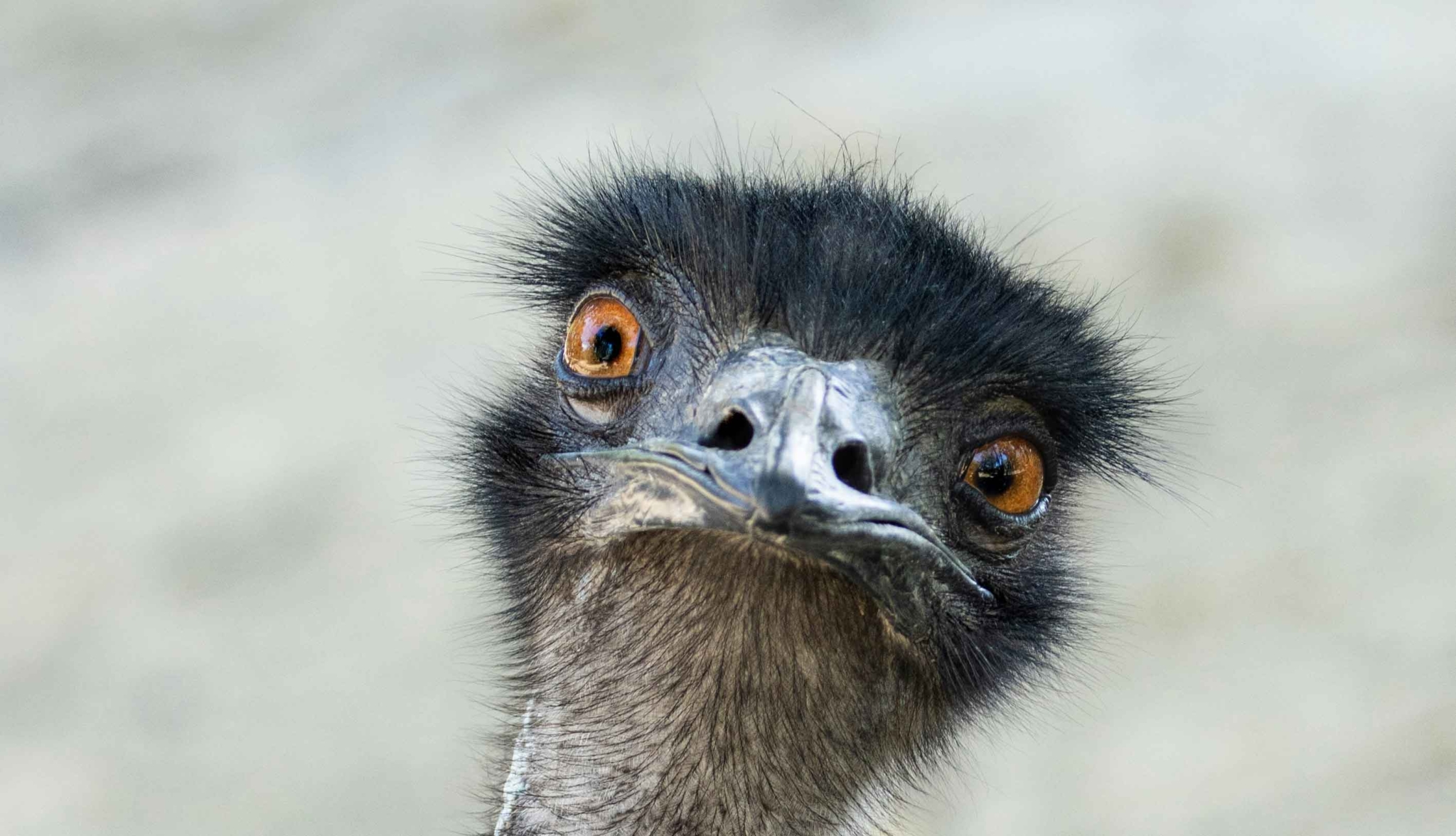 Walkabout Wildlife Sanctuary: Explore and Learn - Walkabout Wildlife ...