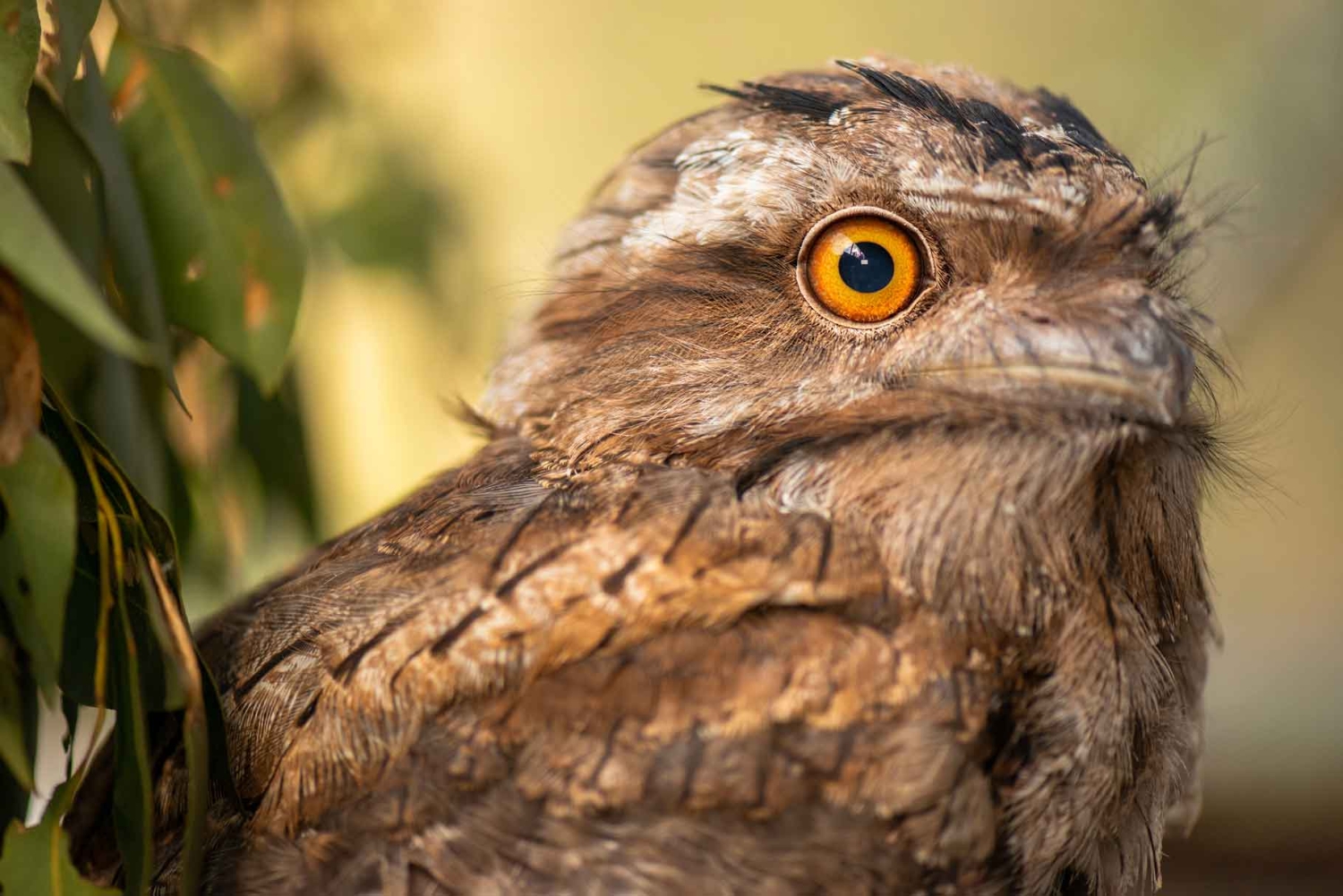 Walkabout Wildlife Sanctuary: Explore and Learn - Walkabout Wildlife ...