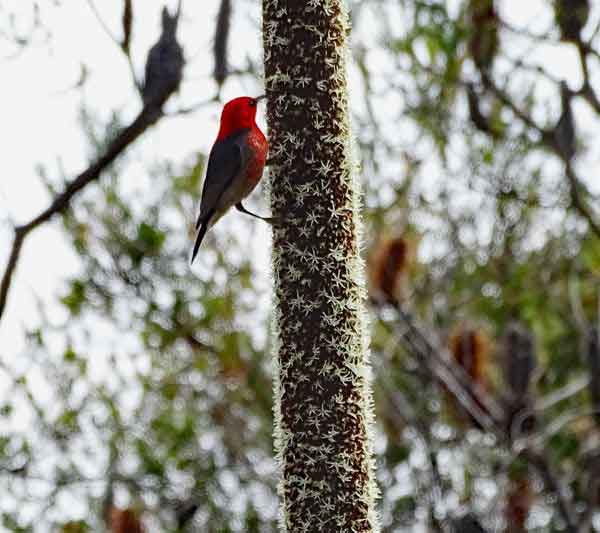 Walkabout Wildlife Sanctuary – Australia Walkabout Wildlife Park is ...