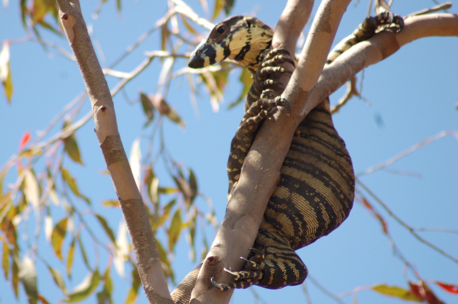 Goanna – Walkabout Wildlife Sanctuary