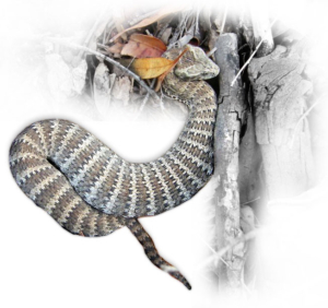 Death Adder – Walkabout Wildlife Sanctuary