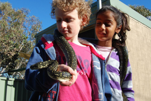 Diamond Python – Walkabout Wildlife Sanctuary
