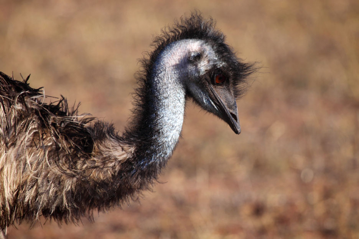 Emu – Walkabout Wildlife Sanctuary