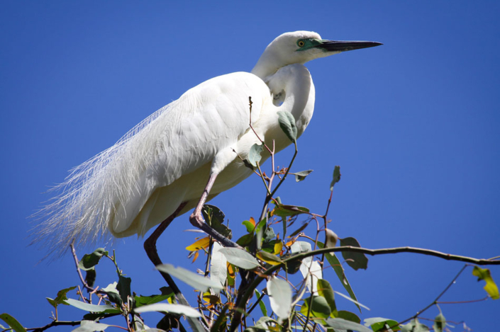 Great Egret - Walkabout Wildlife Sanctuary