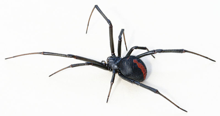 Redback Spider - Walkabout Wildlife Sanctuary